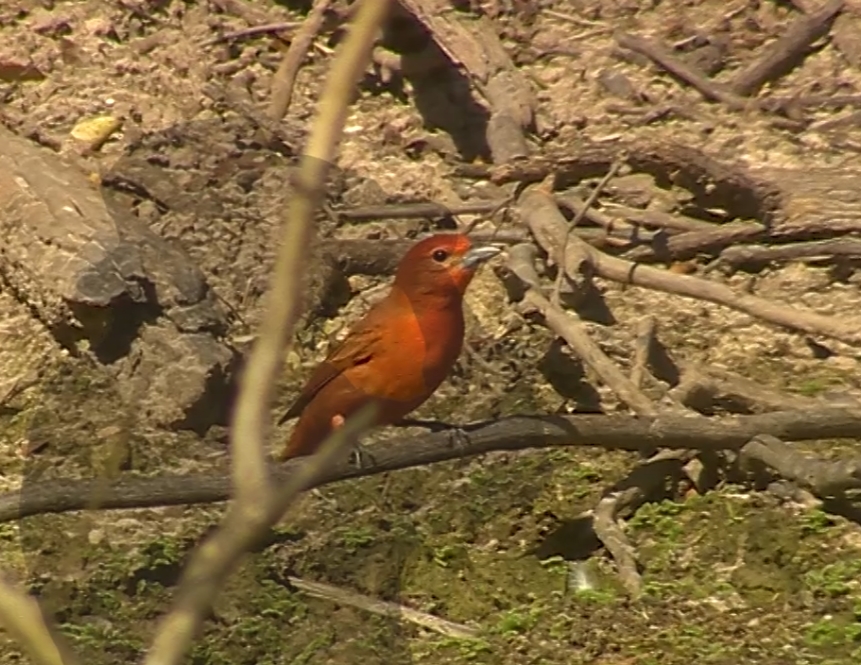 SNT Al Natural: El canto de los colores - SNT