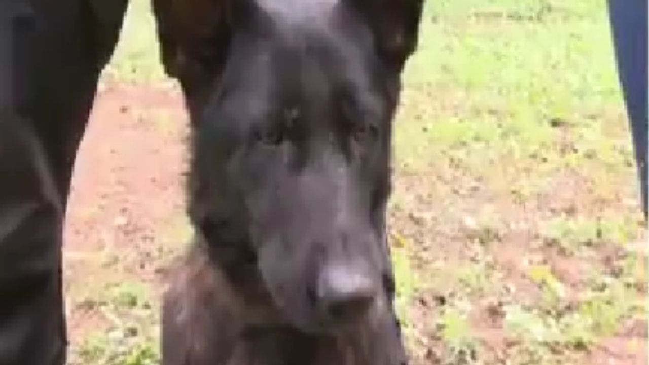 Conozca a Maya, la perrita rescatista en Encarnación - SNT